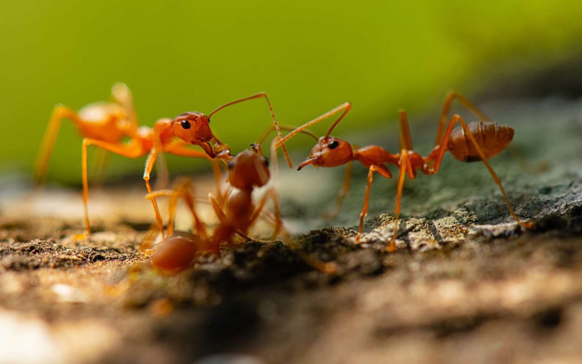 5 Mind-Blowing Facts About Ants You Probably Didn’t Know - 24x7pms